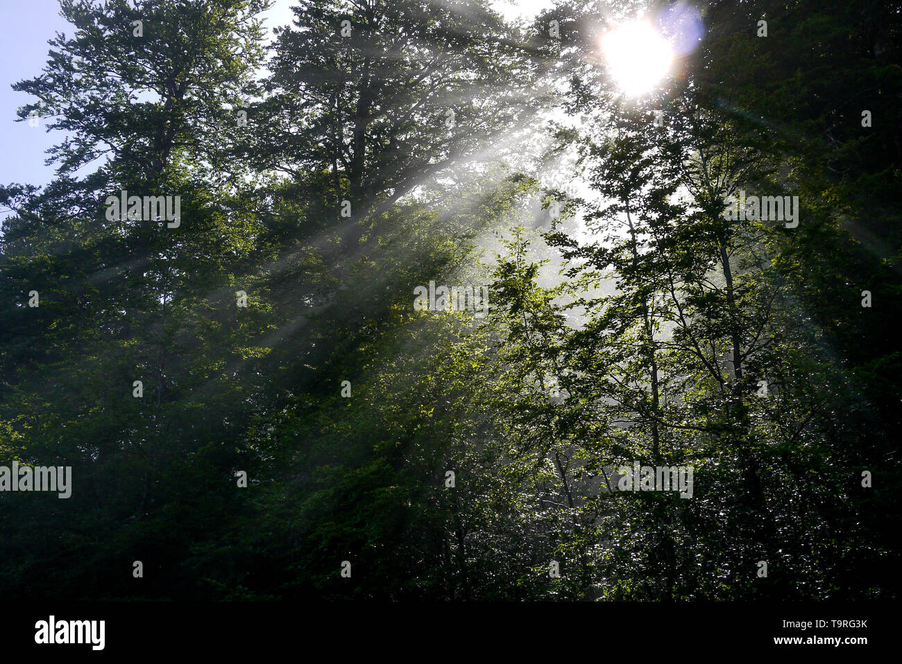 Pass of roncevaux hi-res stock photography and images - Alamy