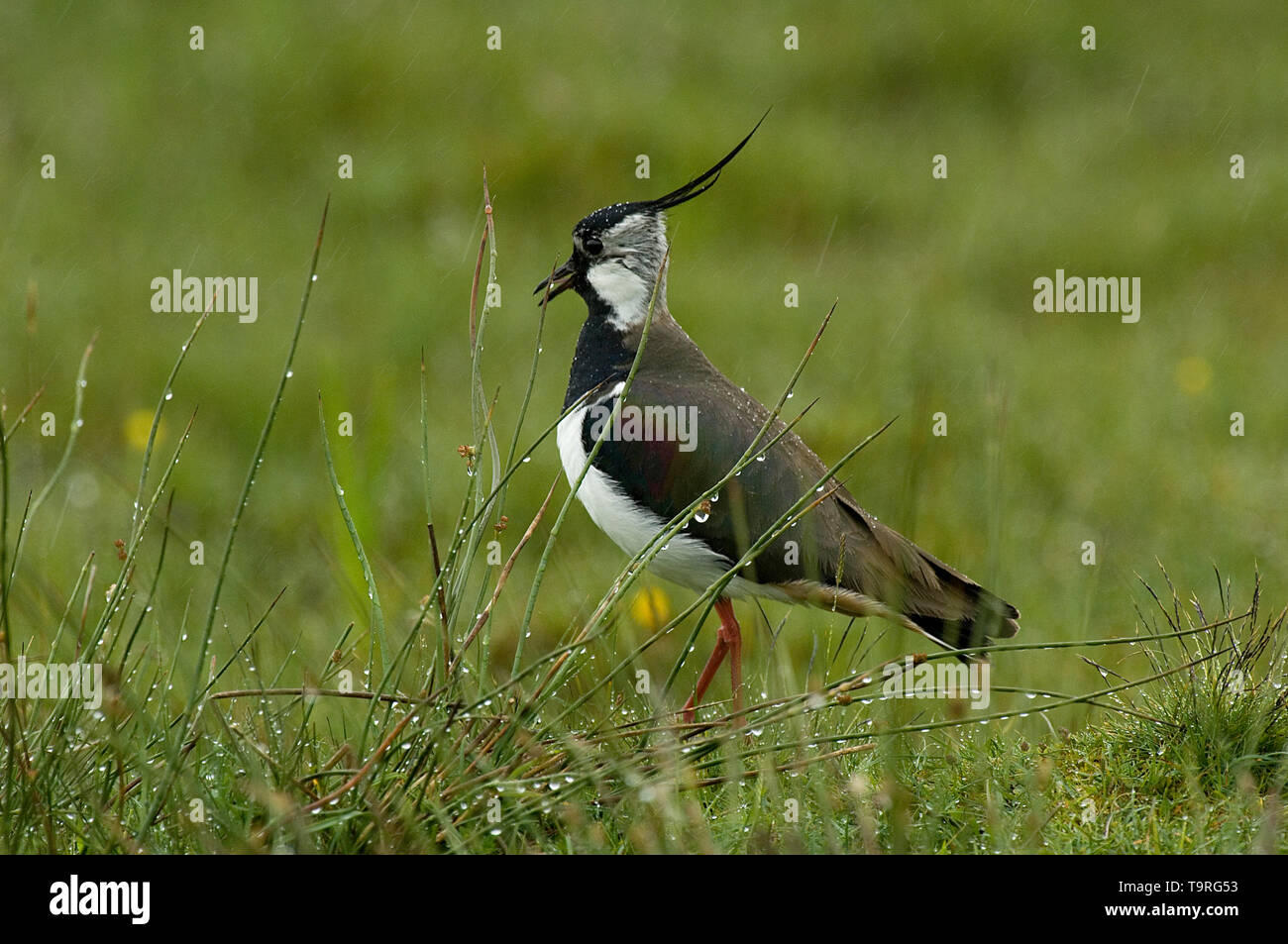 Adult Lapwing, Islay Scotland Stock Photo - Alamy