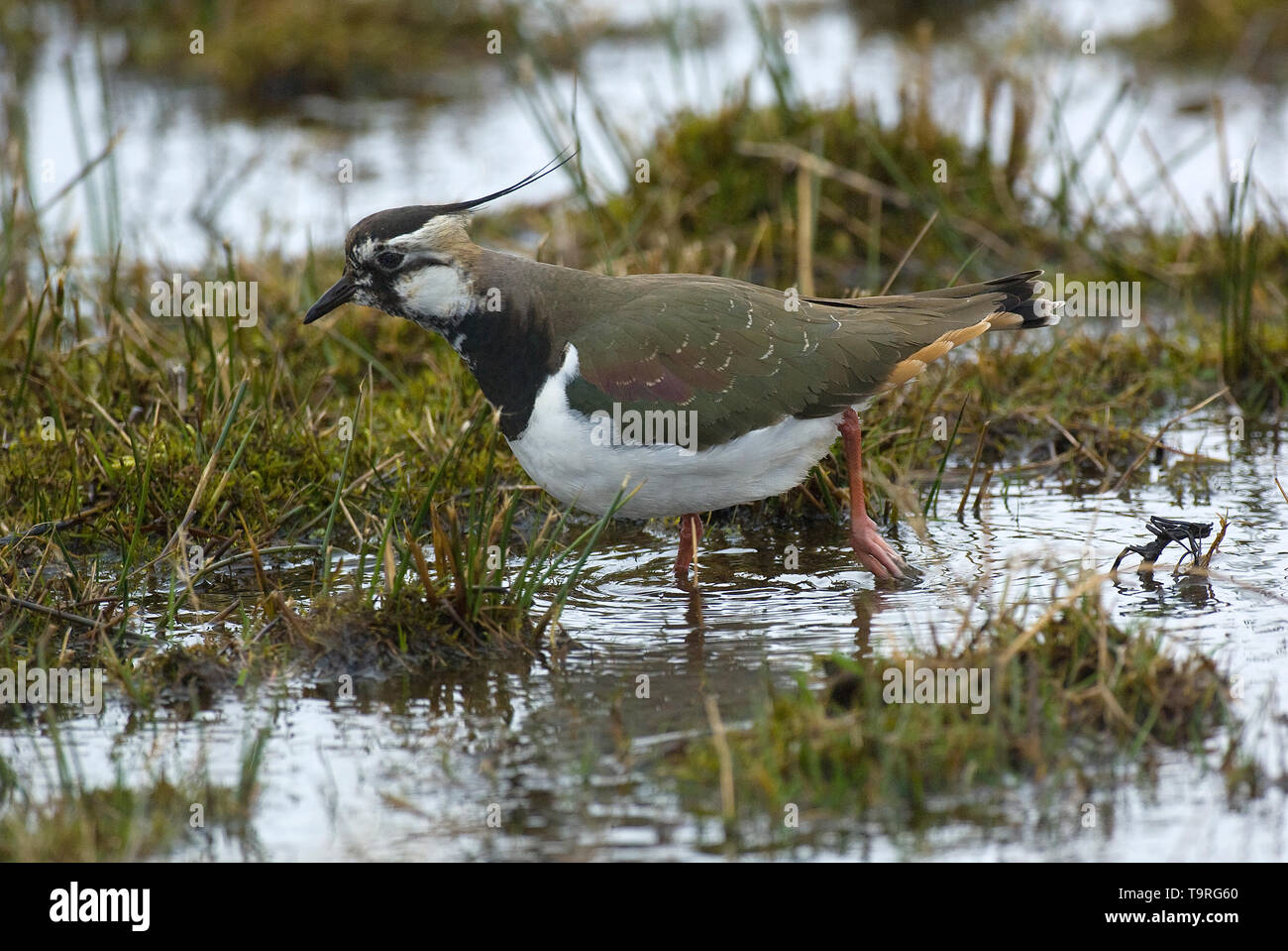 Lapwing scotland hi-res stock photography and images - Alamy