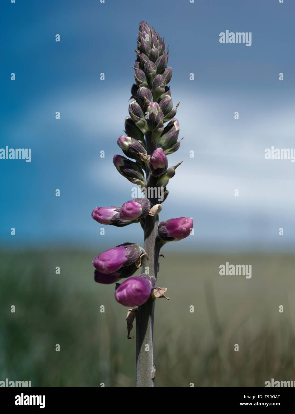 Welsh Wildflowers High Resolution Stock Photography and Images - Alamy