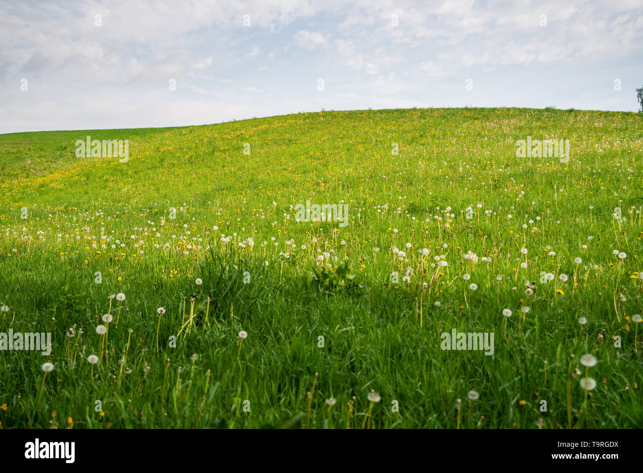 a green, flowery hill against the sky Stock Photo - Alamy