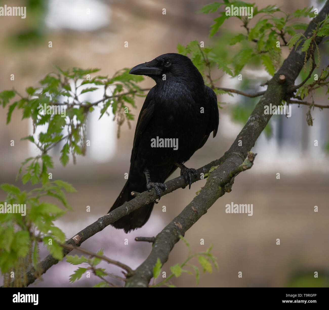Crow in cemetery Stock Photo - Alamy