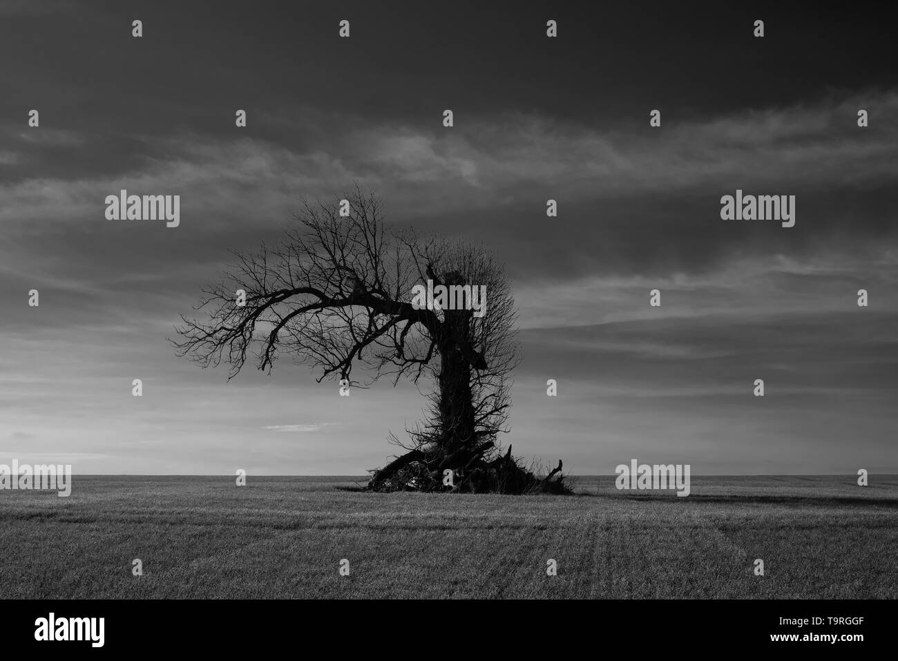 Twisted tree black and white hi-res stock photography and images - Alamy