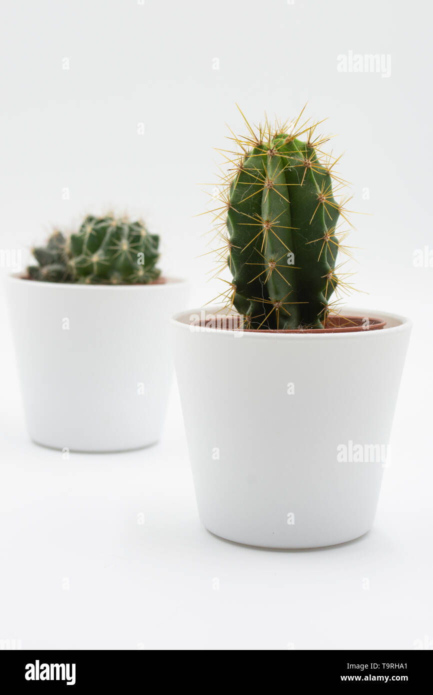 Minimalist white background of small cactus. Relaxation plants ...