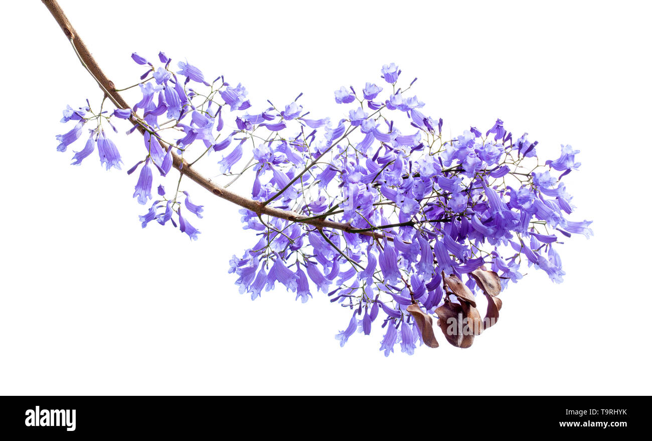 flowers of Jacaranda isolated on white background Stock Photo - Alamy