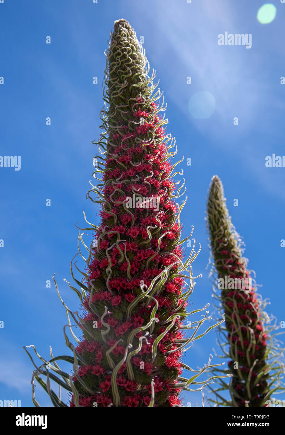 flora of Tenerife - Echium wildpretii, red bugloss of Mount Teide Stock ...