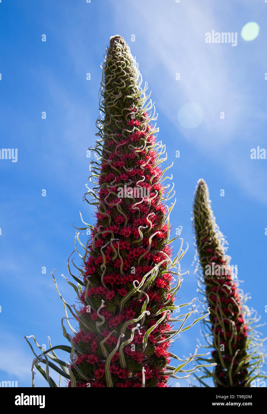 flora of Tenerife - Echium wildpretii, red bugloss of Mount Teide Stock ...