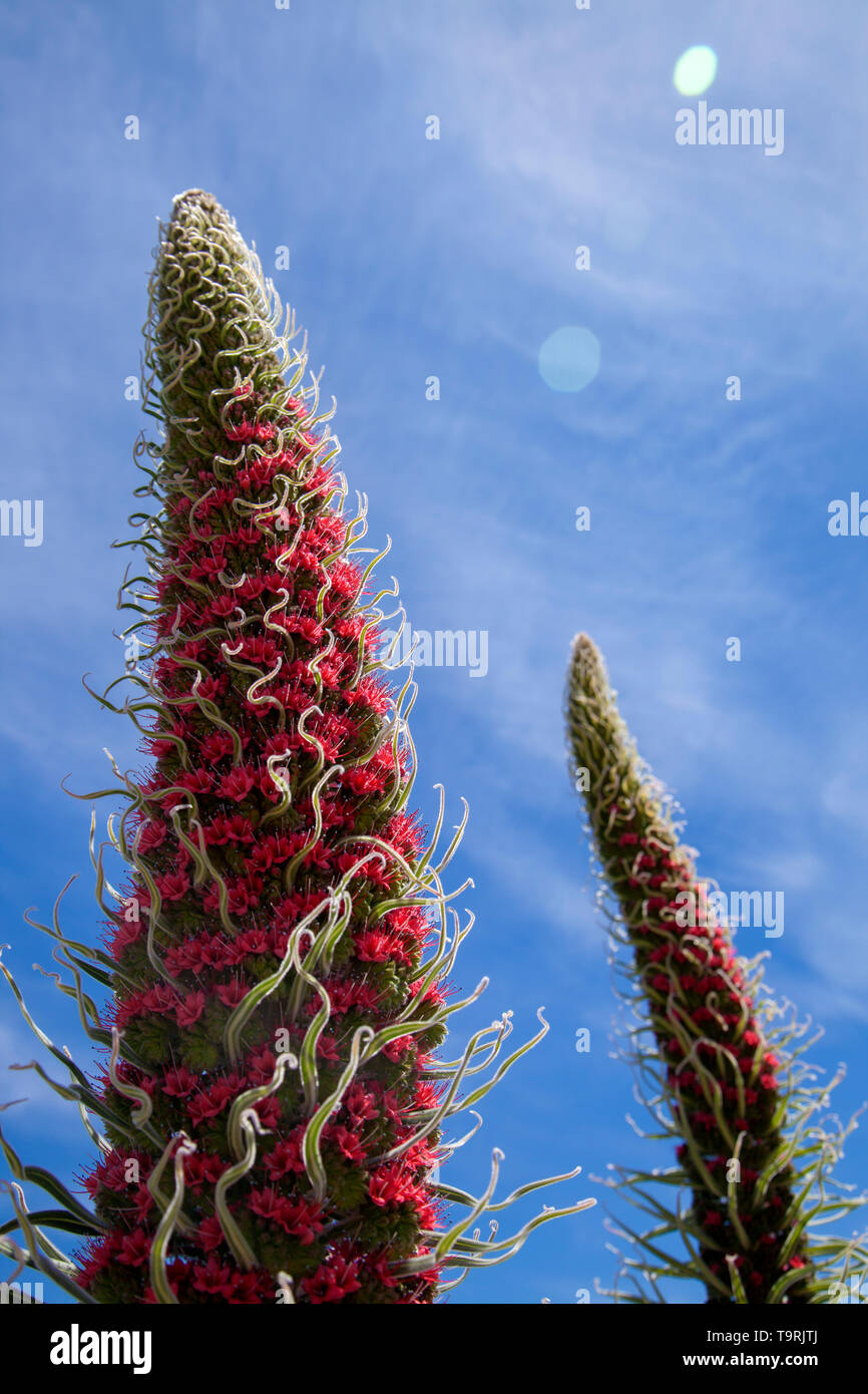 flora of Tenerife - Echium wildpretii, red bugloss of Mount Teide Stock ...