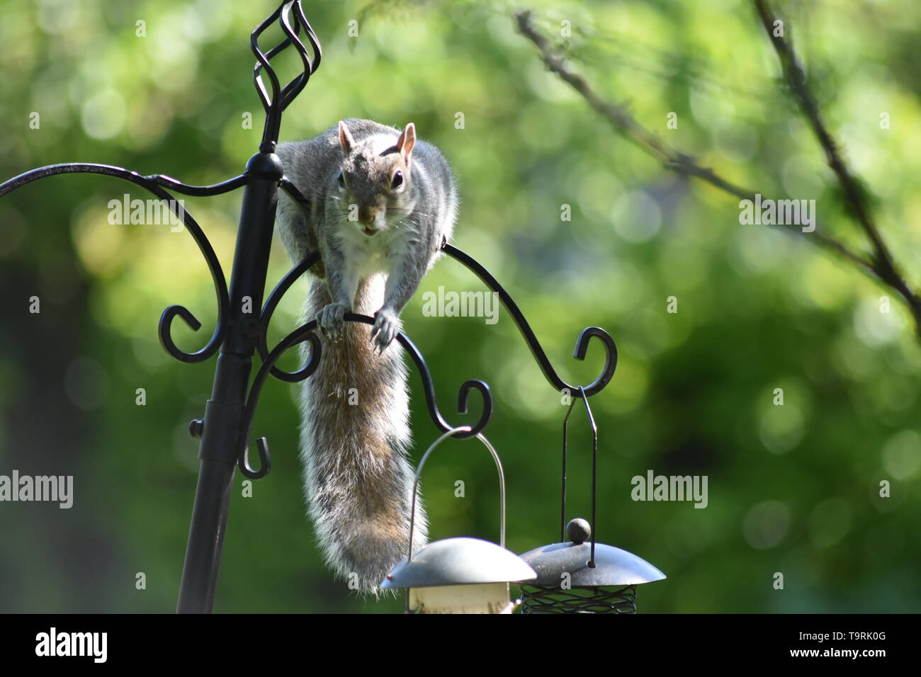 Chilled birds hi-res stock photography and images - Alamy