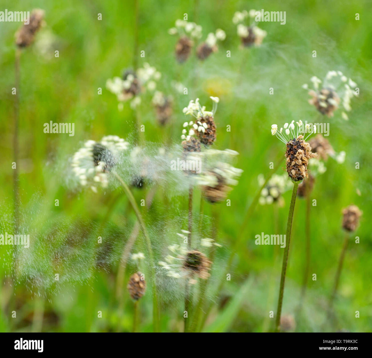Ribwort Plantain (Plantago lanceolata) pollen blowing in the wind Stock ...