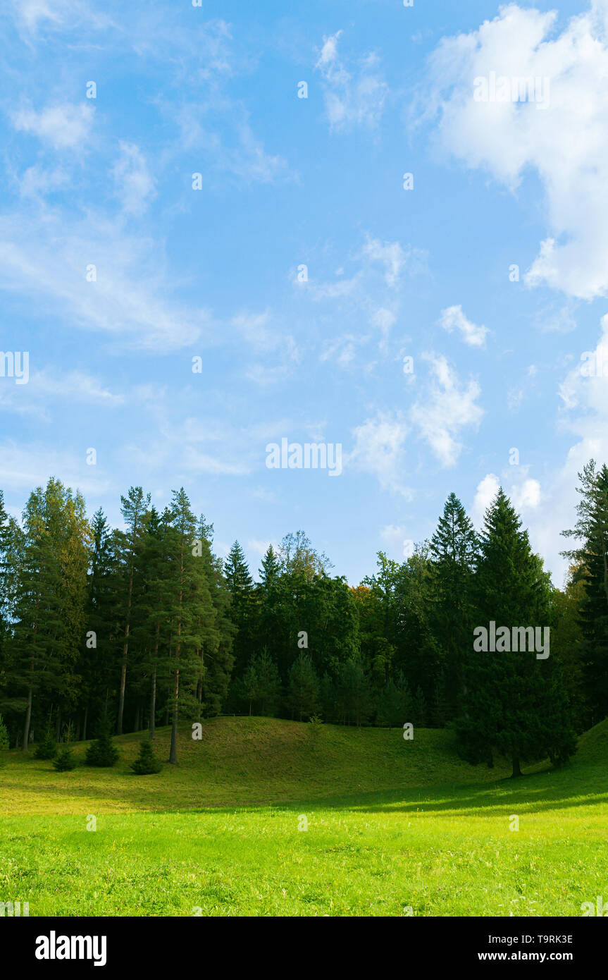 Forest spring landscape scene - dense forest trees in the valley in ...