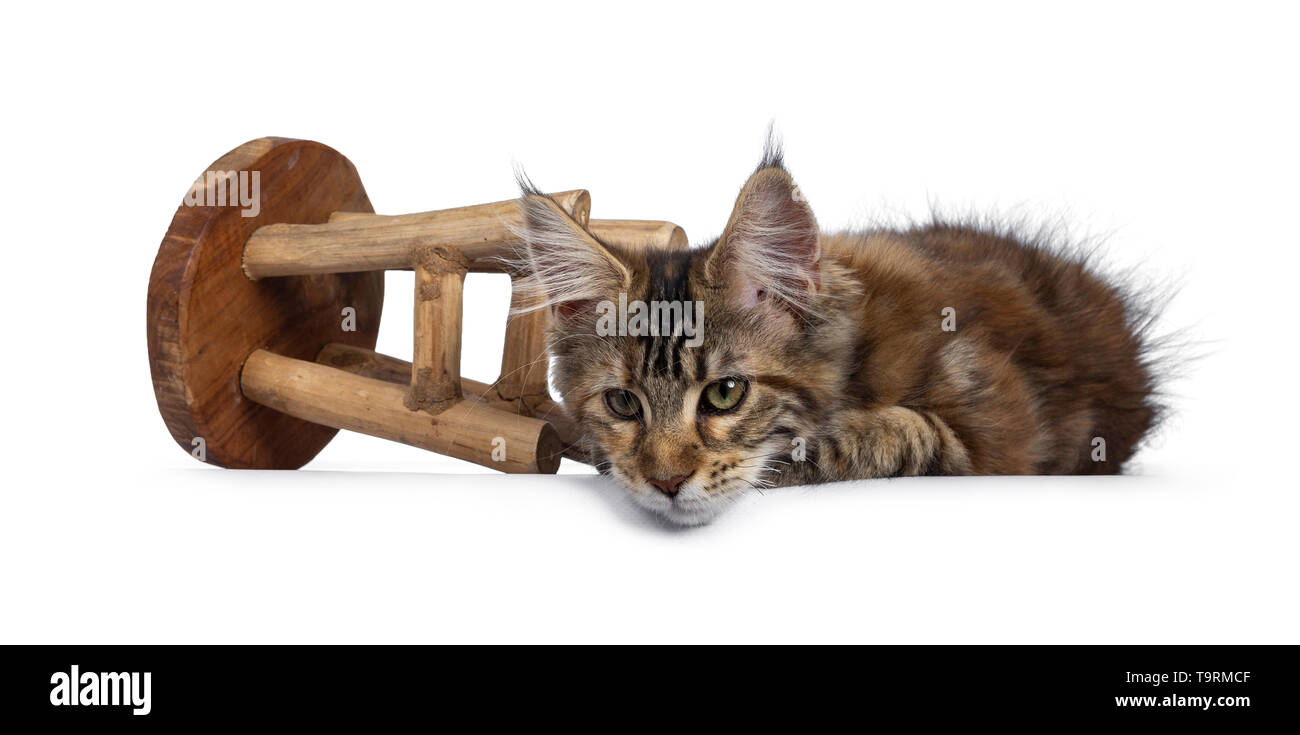 Cute tortie Maine Coon cat kitten laying down beside fallen over wooden ...