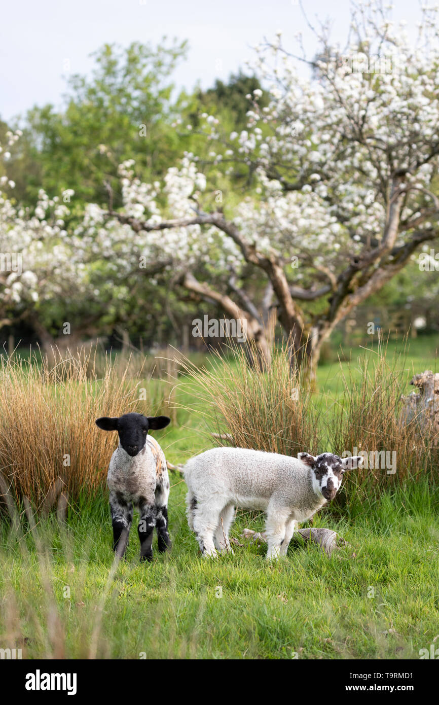 Sheep uk orchard hi-res stock photography and images - Alamy
