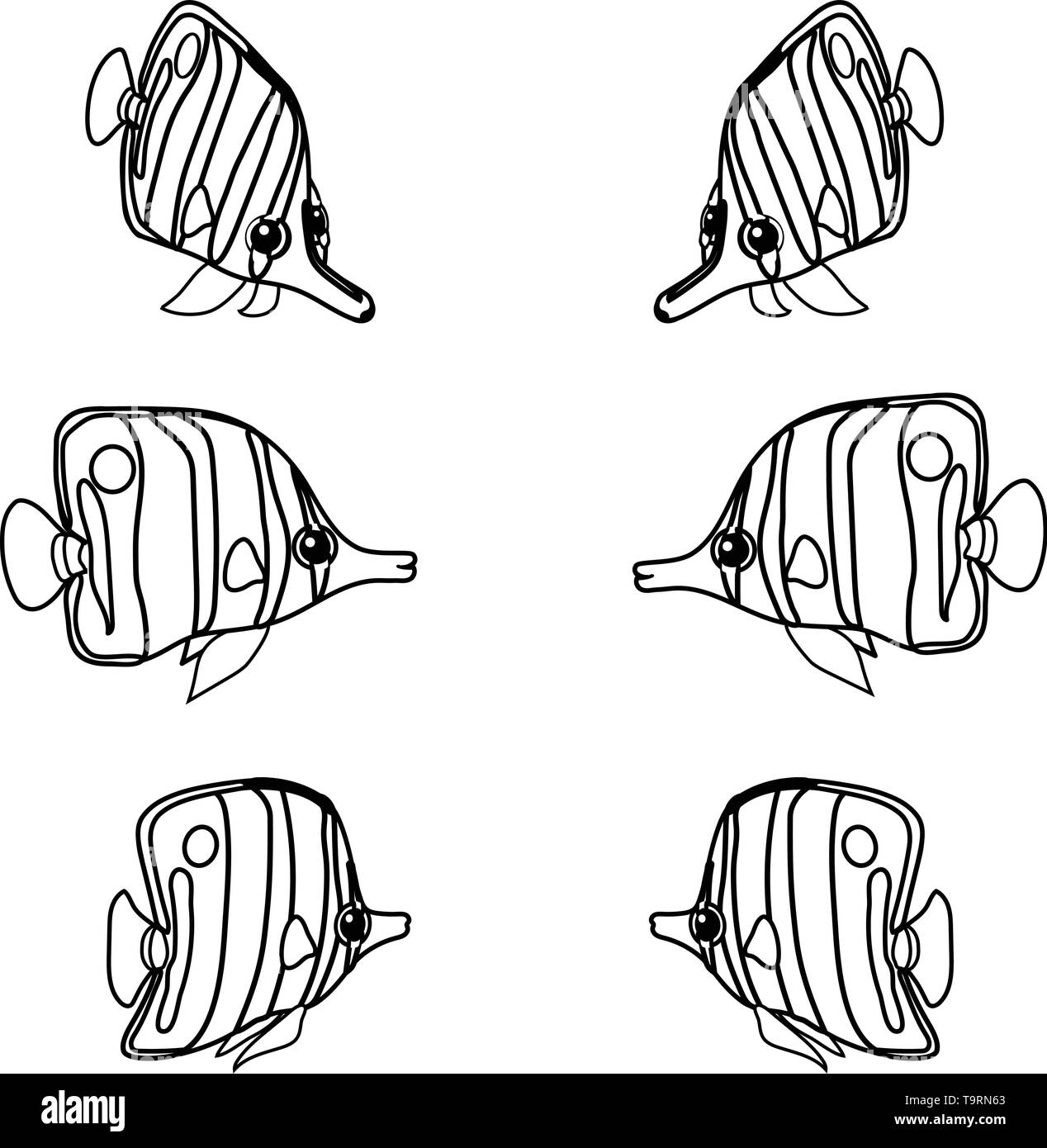 Cute exotic fish chelmon hi-res stock photography and images - Alamy