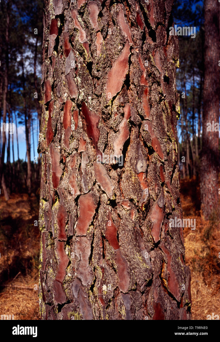 France, Natural History, Close up shot of the colours and bark on the ...