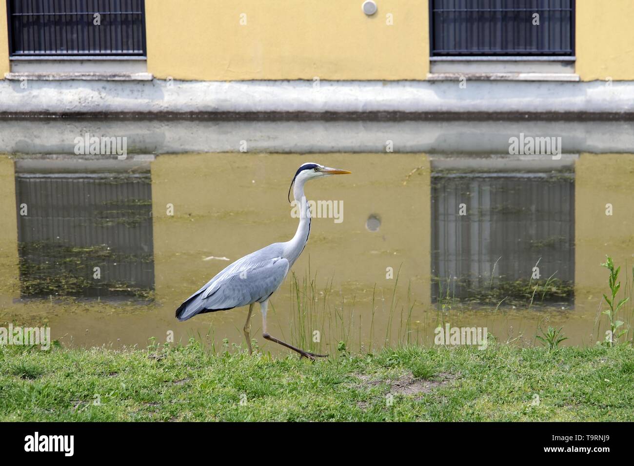 Milan (Italy), the Naviglio Martesana canal Stock Photo - Alamy