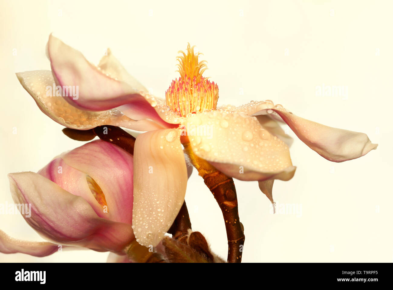 Magnolia with a wide open flower shows their stamp Stock Photo - Alamy