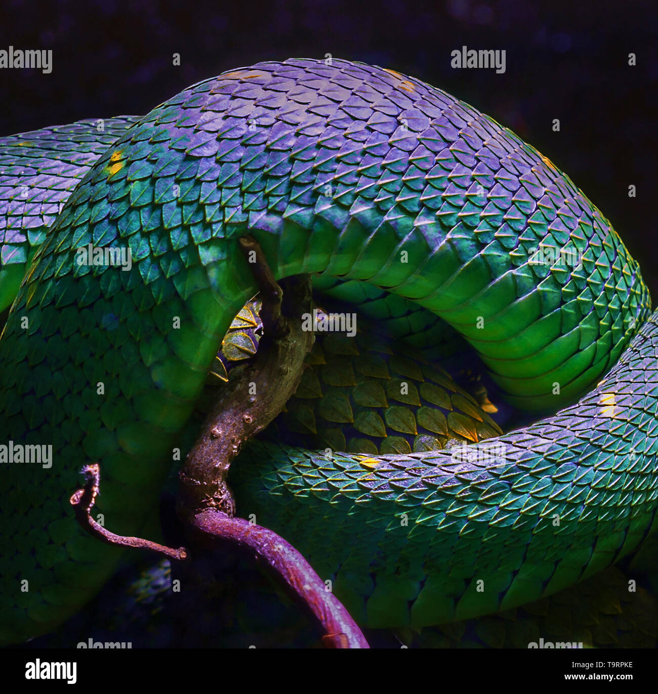 Python egg hi-res stock photography and images - Alamy