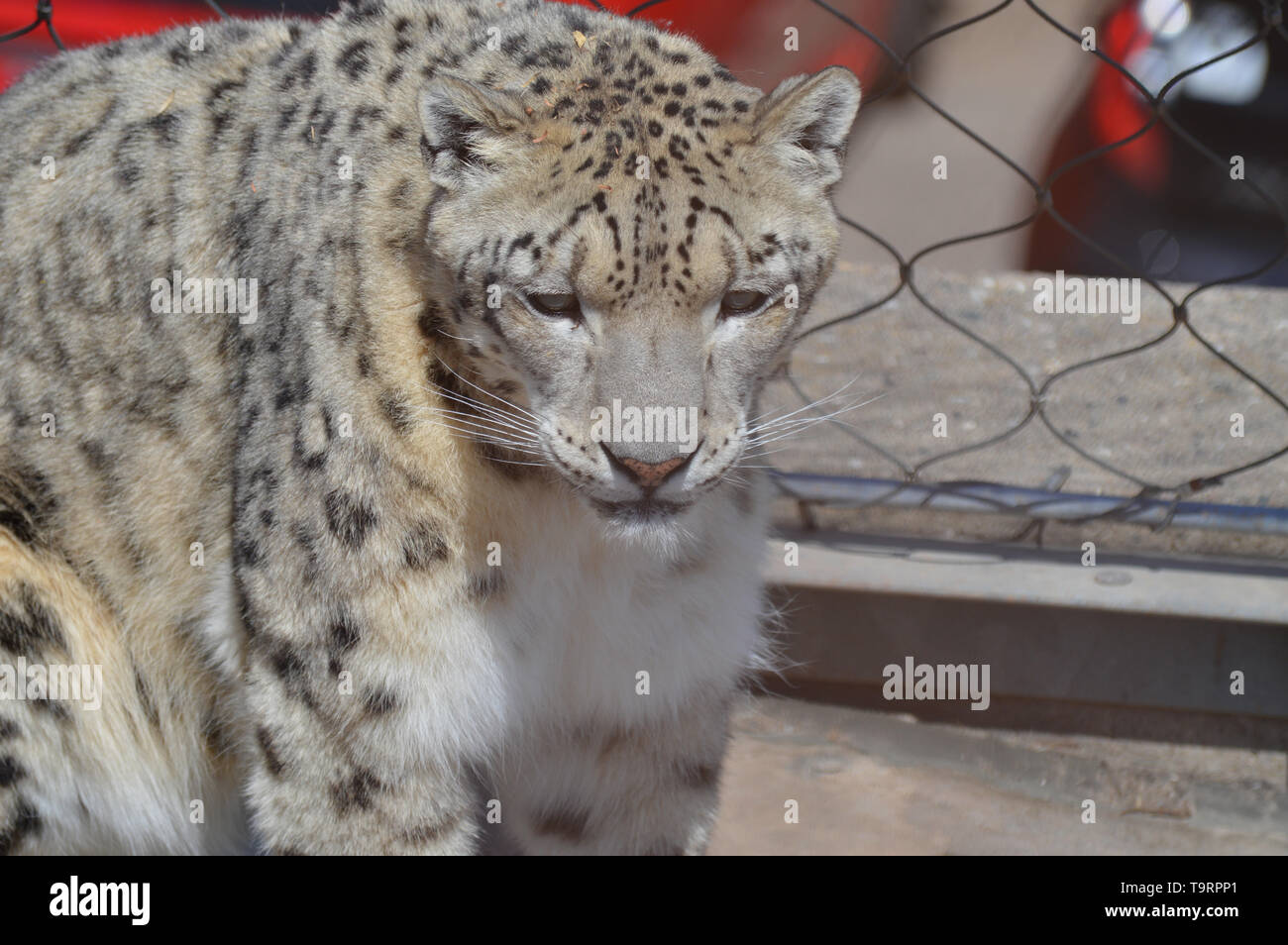 Snow leopard in the outdoors Stock Photo - Alamy
