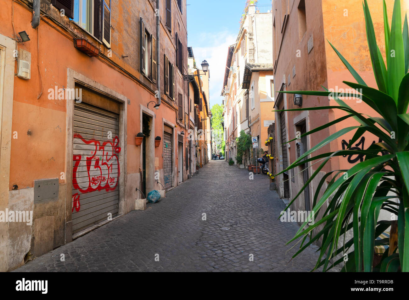 view of old town italian narrow street with green plants in Trastevere ...