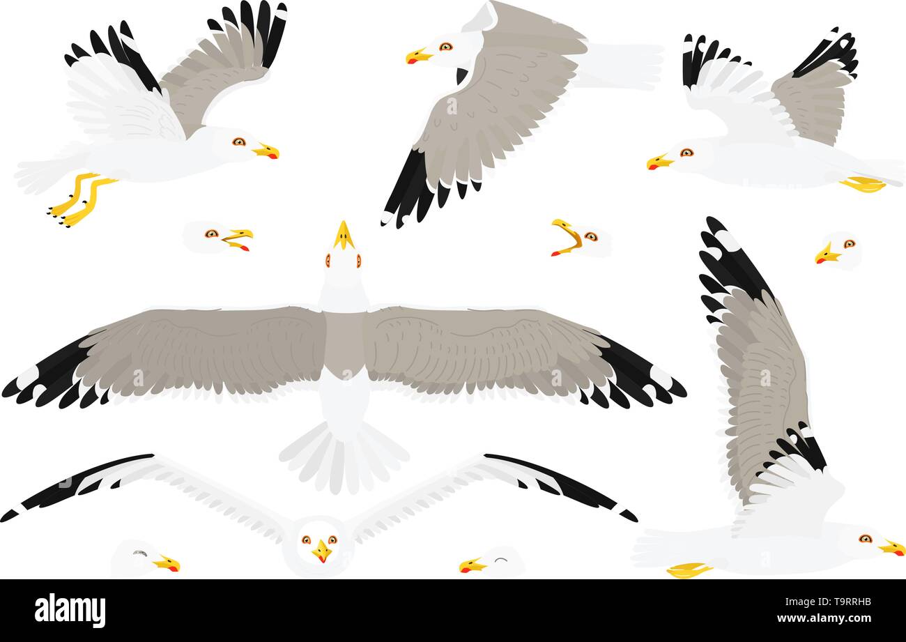 vector flat cartoon animal clip art seagull sea gull set Stock Vector ...