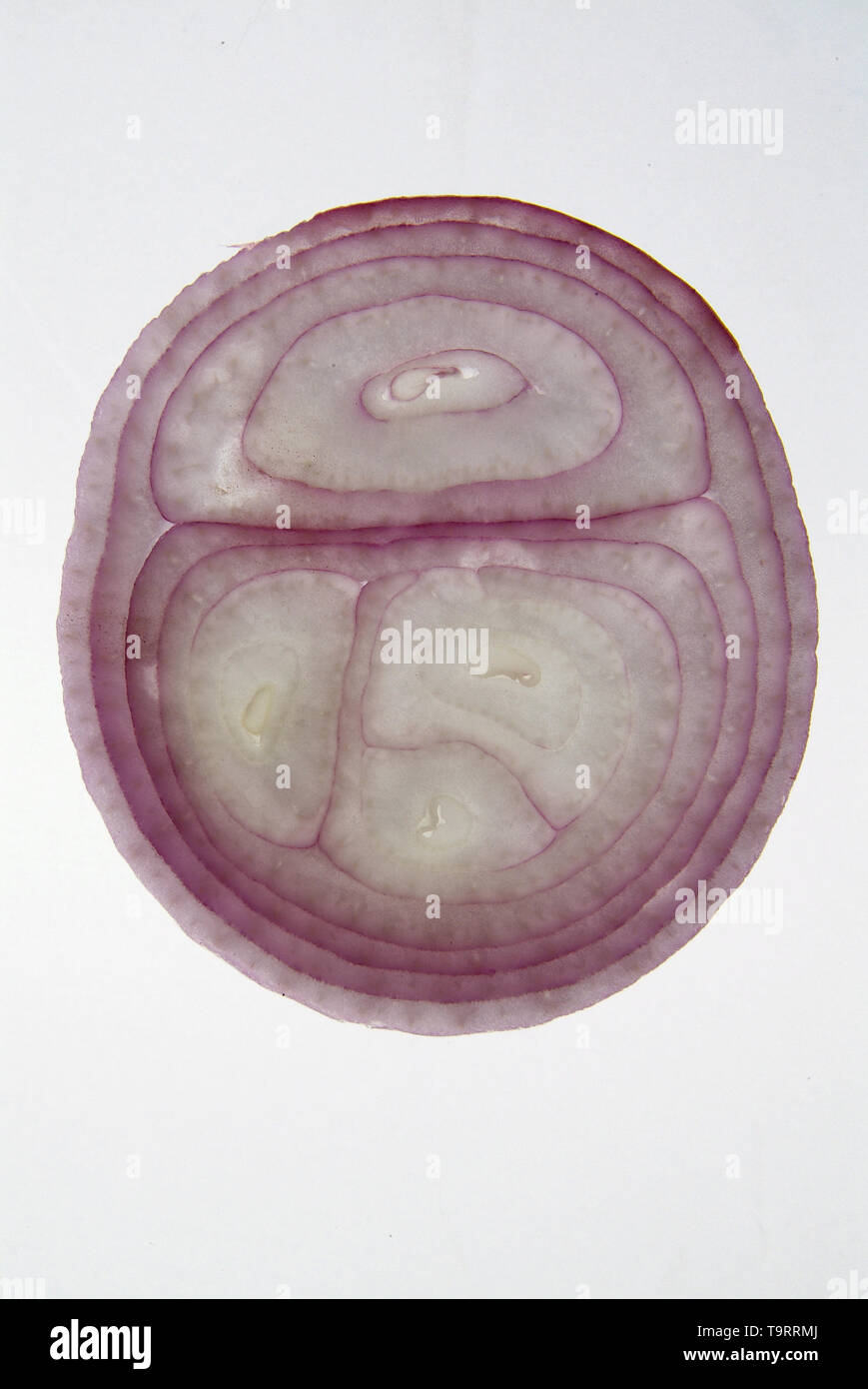 Cross section slice of red onion against light background on backligts ...