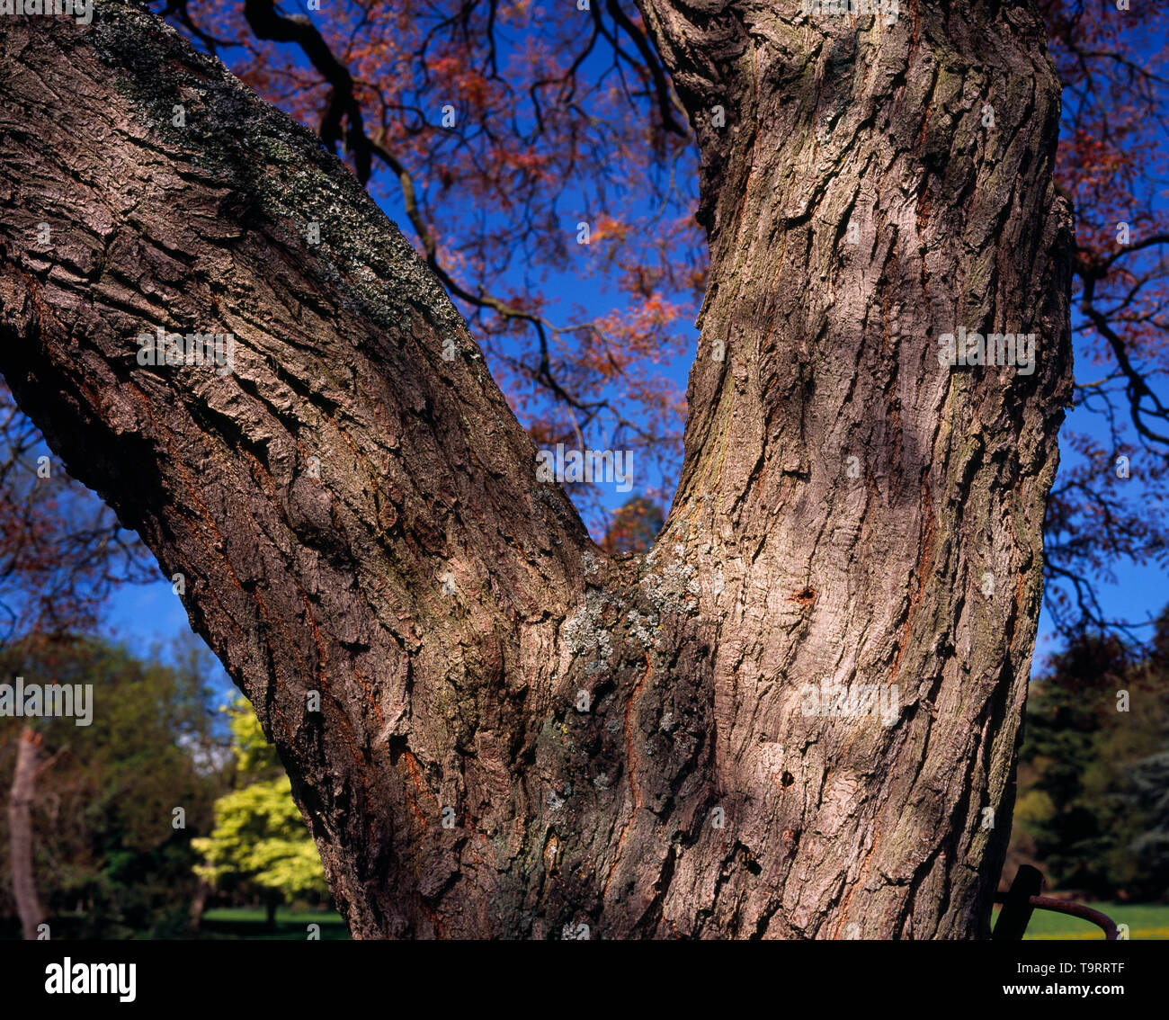 England, Worcestershire, Golden Rain Tree, (Koelreutia Paniculata ...
