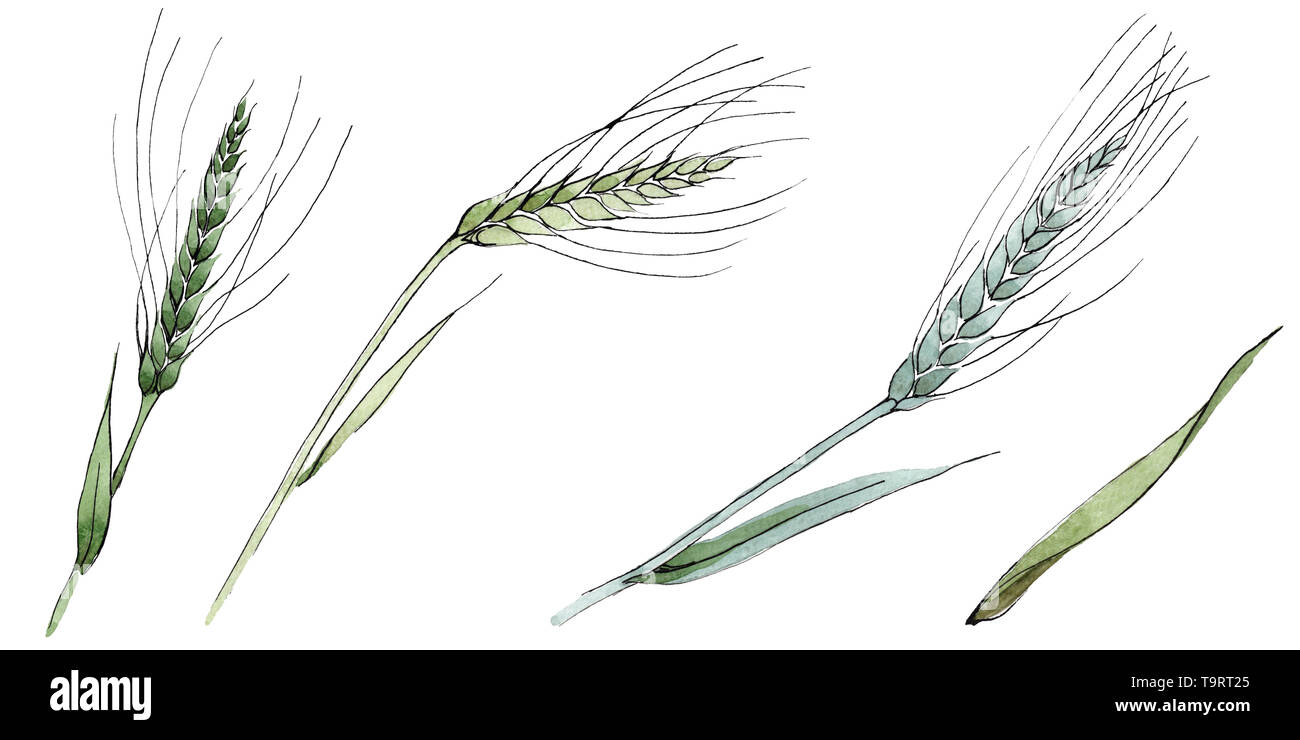 Green ear of wheat and blade of grass. Watercolor background ...