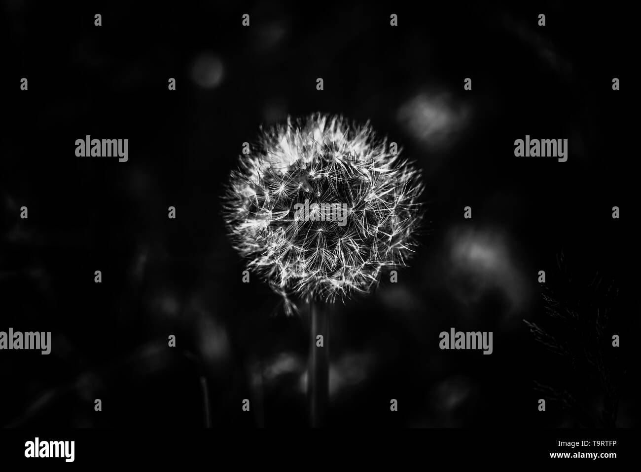 Weed texture Black and White Stock Photos & Images - Alamy