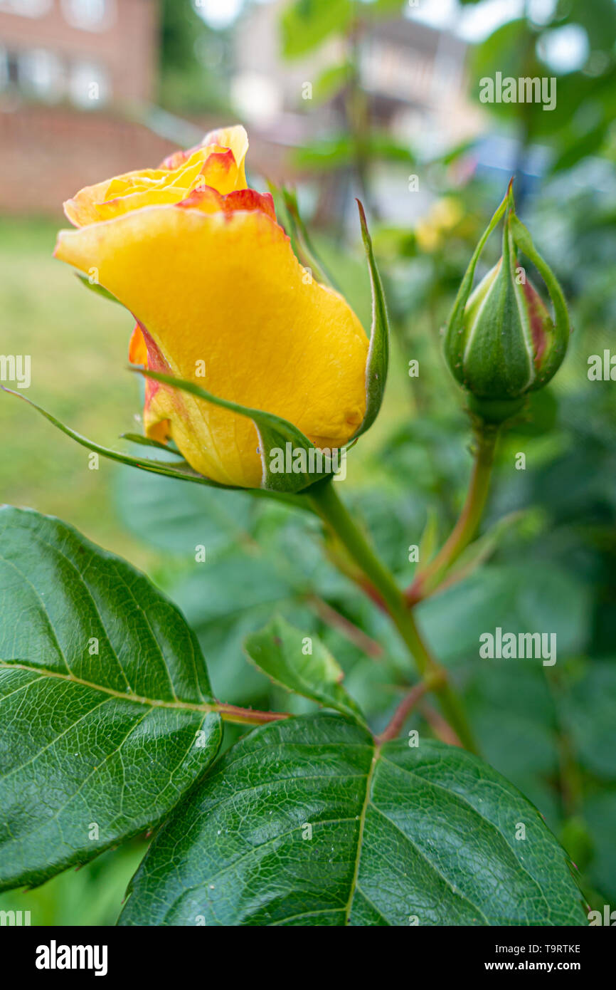 Yellow rose flower hi-res stock photography and images - Alamy
