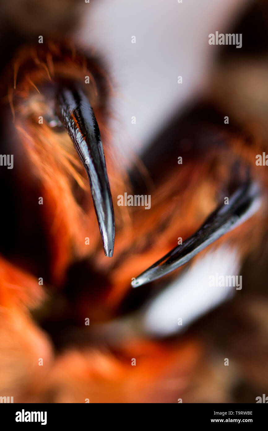 Spider tarantula Phormictopus auratus closeup. Photo dangerous spiders ...