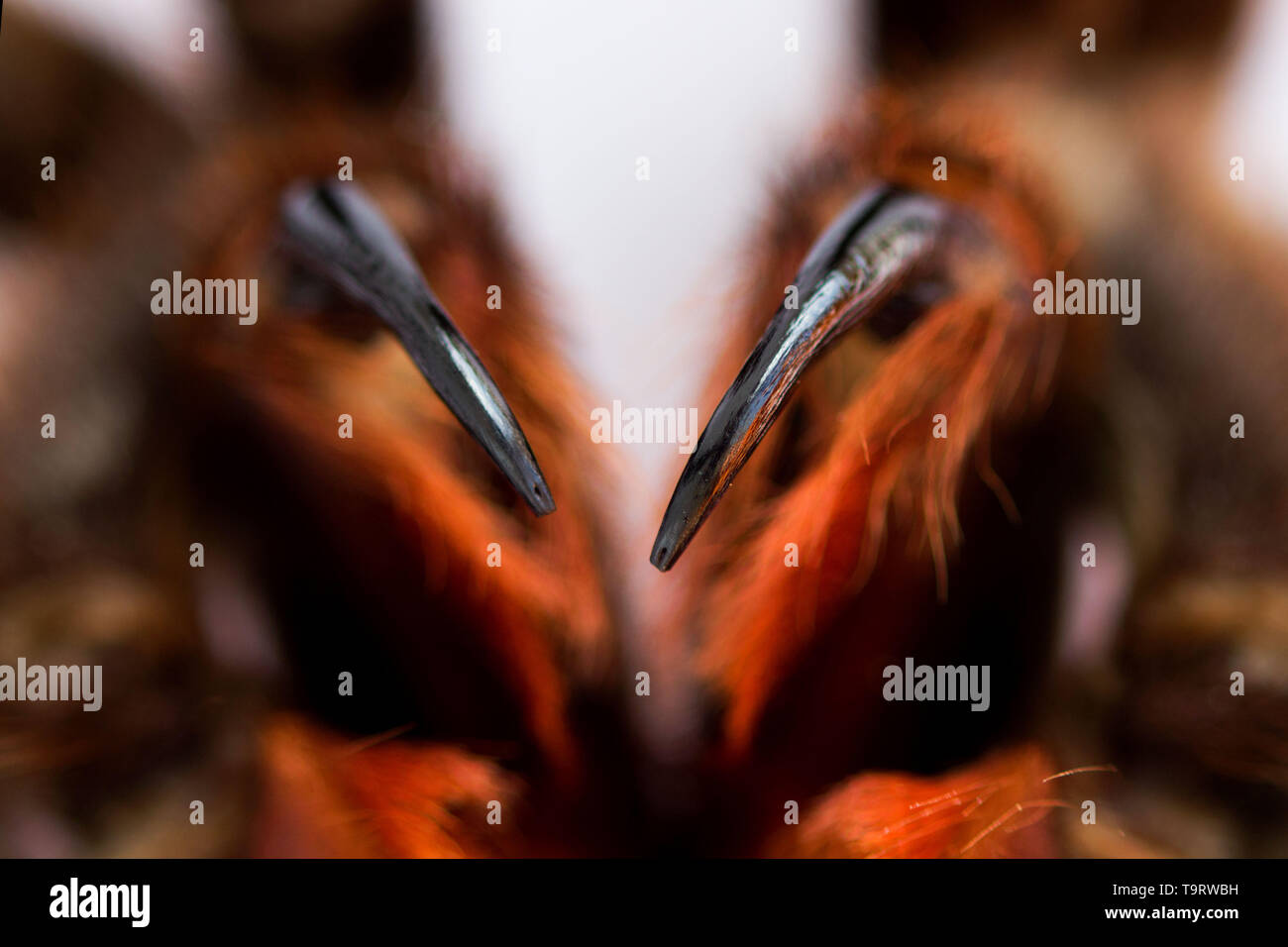 Spider tarantula Phormictopus auratus closeup. Photo dangerous spiders ...