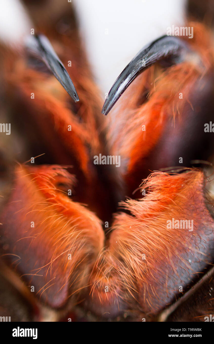 Spider tarantula Phormictopus auratus closeup. Photo dangerous spiders ...