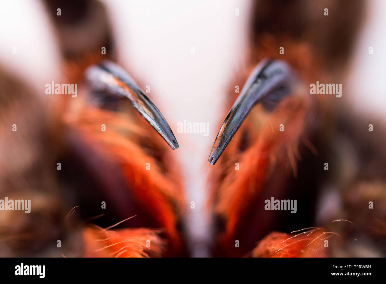 Spider tarantula Phormictopus auratus closeup. Photo dangerous spiders ...