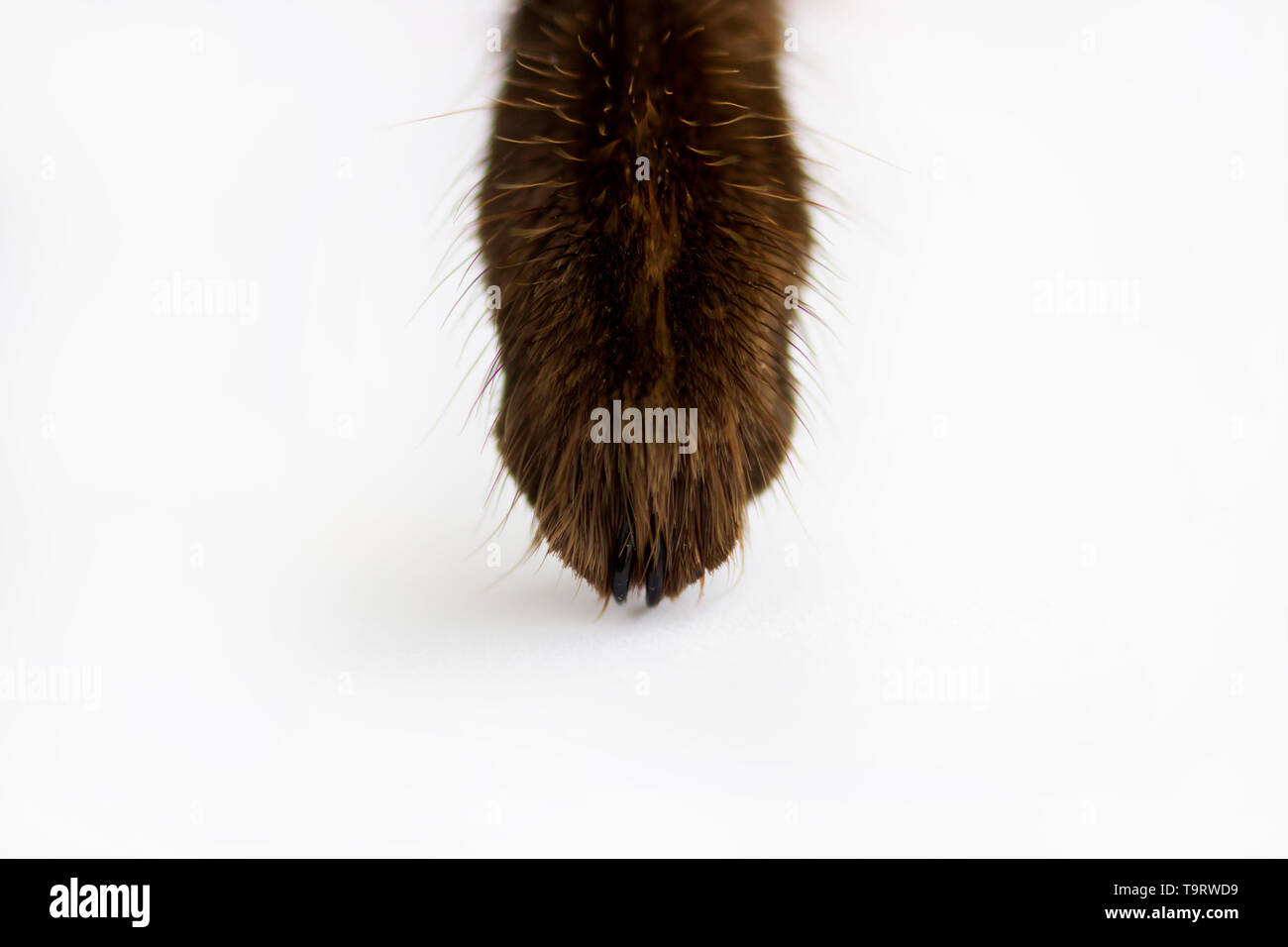 Spider tarantula Phormictopus auratus closeup. Photo dangerous spiders ...