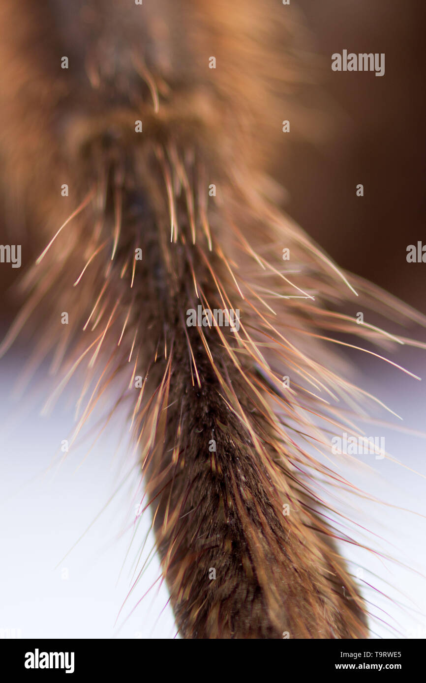Spiders foot hi-res stock photography and images - Alamy