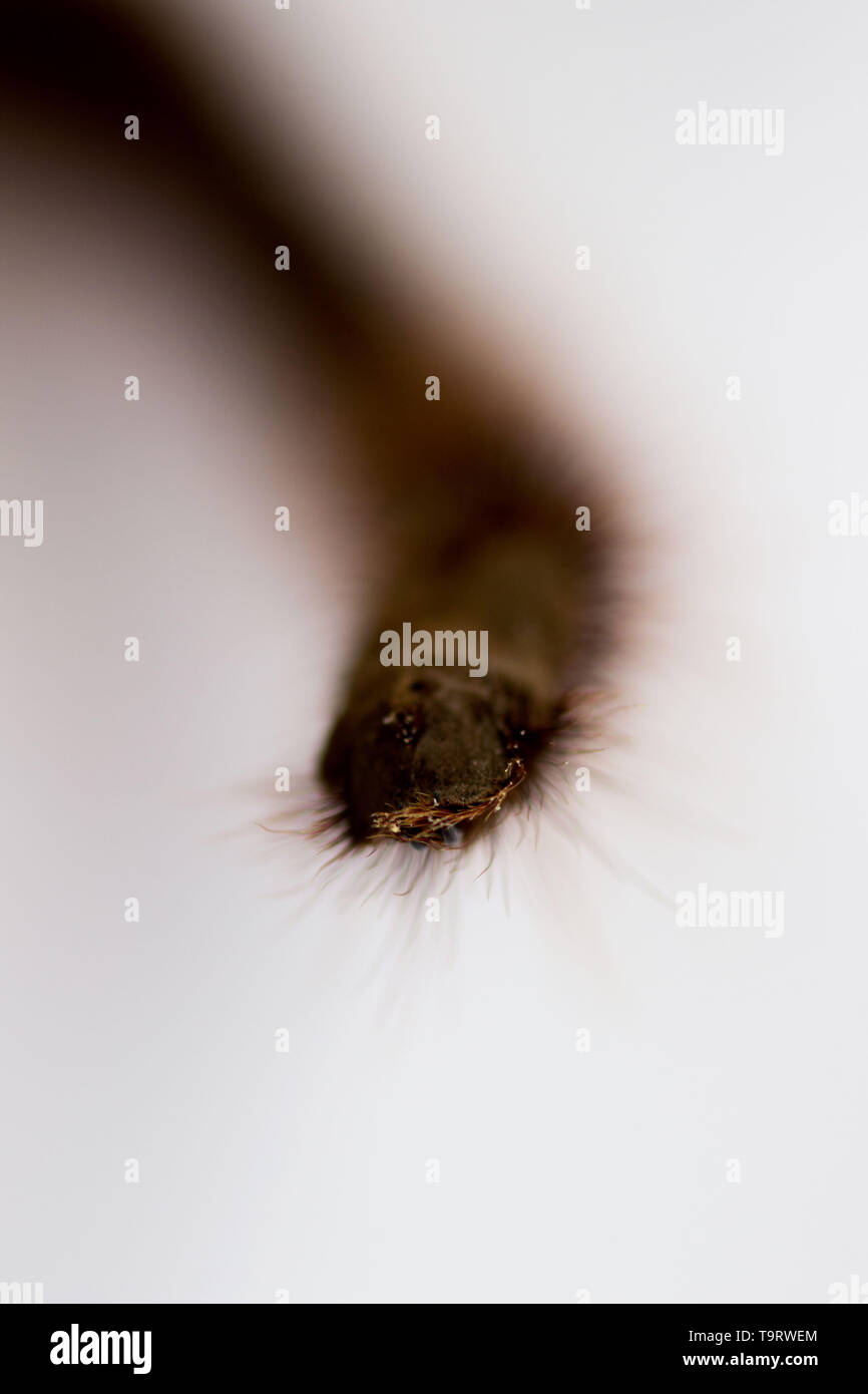 Spider tarantula Phormictopus auratus closeup. Photo dangerous spiders ...
