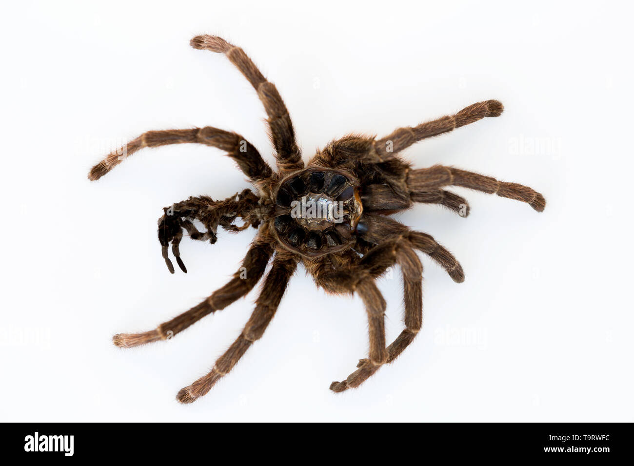 skin remaining after molting from spider tarantula Phormictopus auratus ...