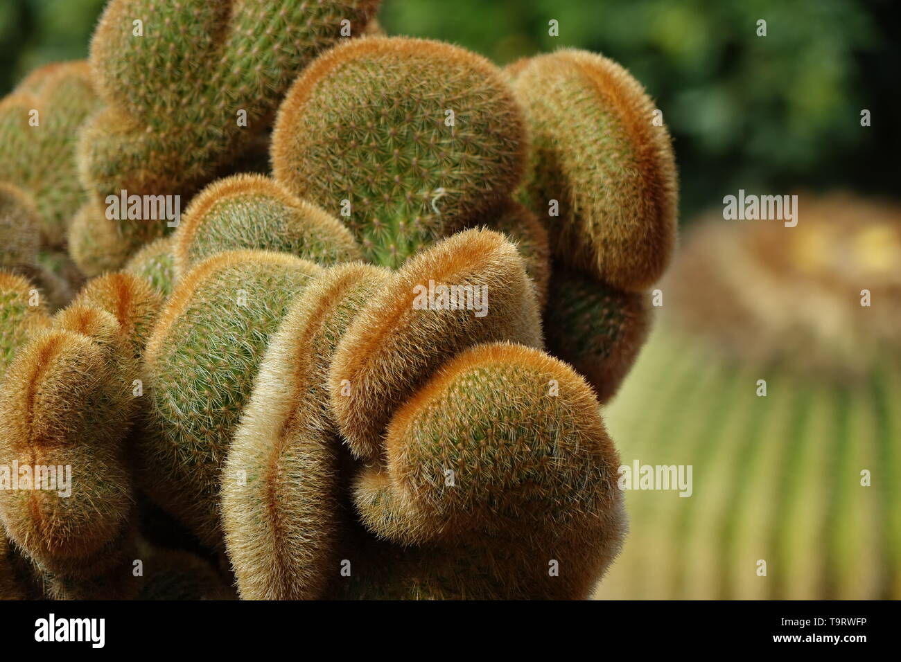 Furry cactus hi-res stock photography and images - Alamy