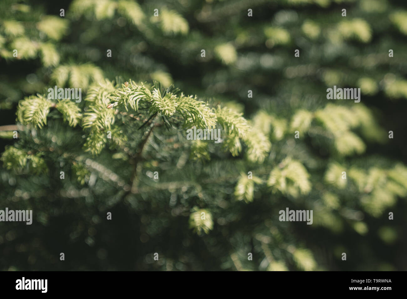 Fir tree brunch close up. Fluffy fir tree brunch close up Stock Photo ...