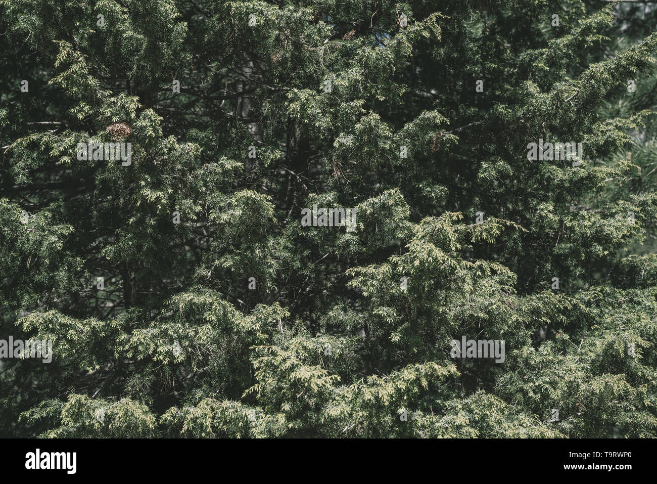 Brunch pattern hi-res stock photography and images - Alamy