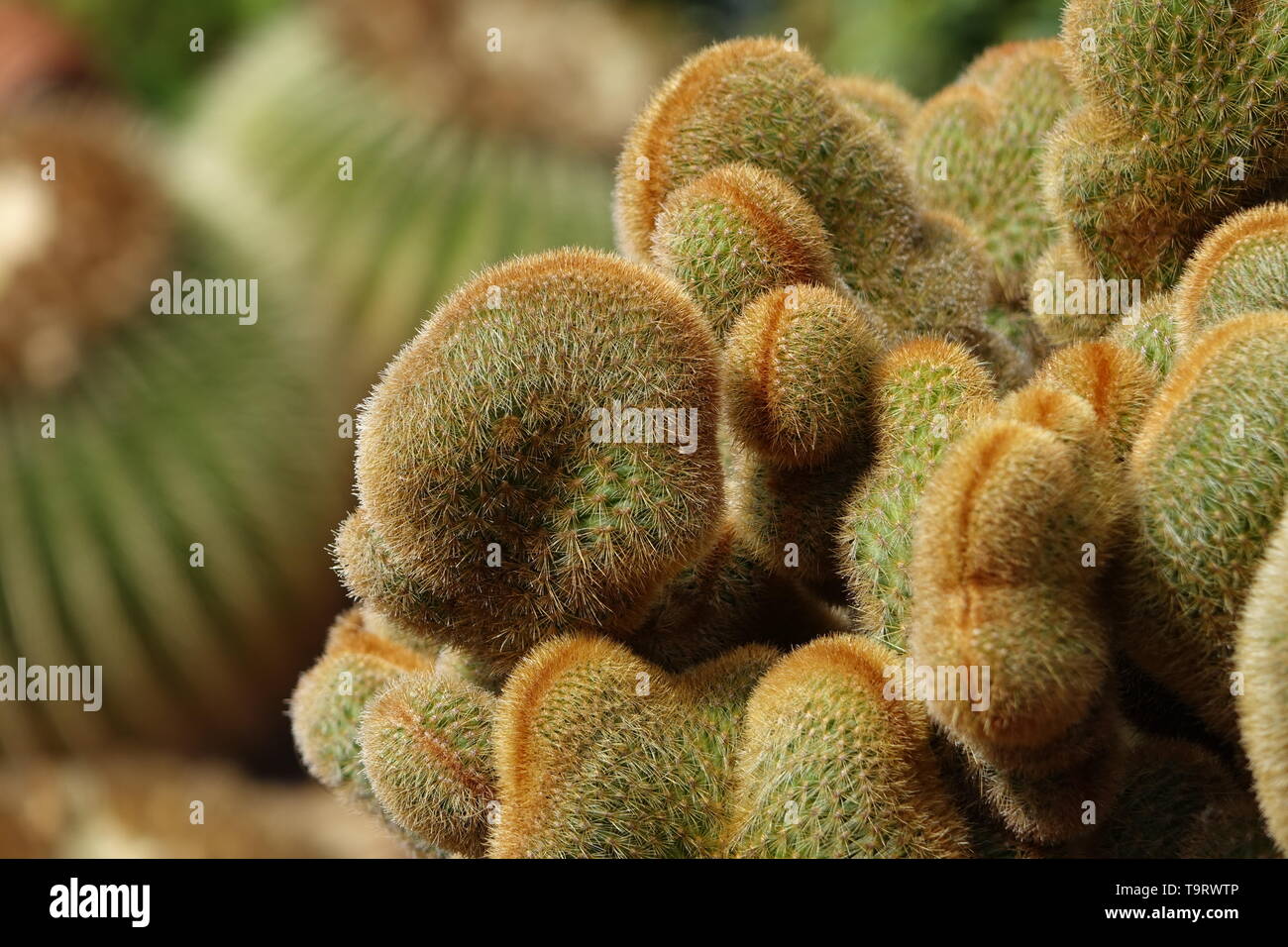 This beautiful cactus furry and folded called Lady finger cactus in ...