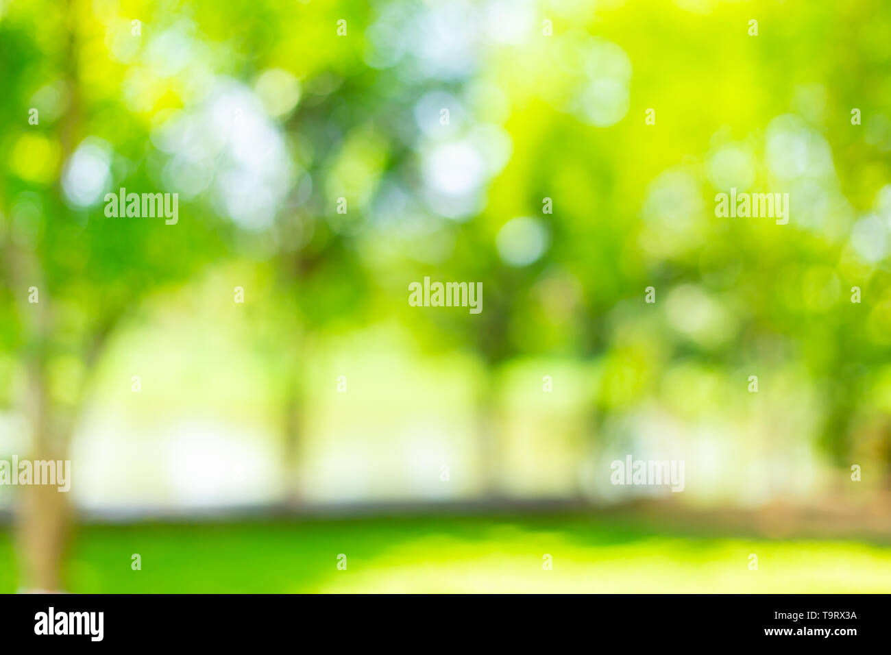 blur green tree outdoor park garden abstract for background Stock Photo ...