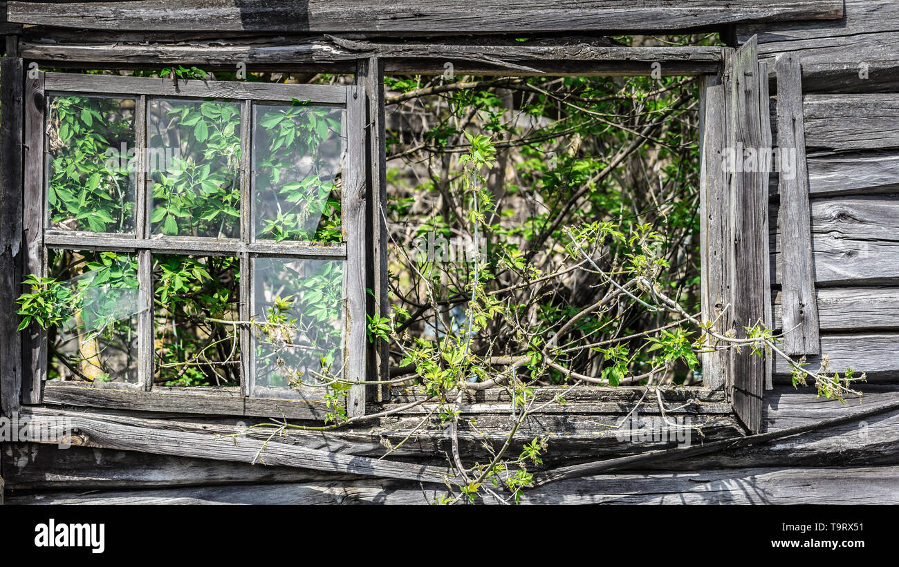 Tree growing through a collapsed window of a building in Belarus ...