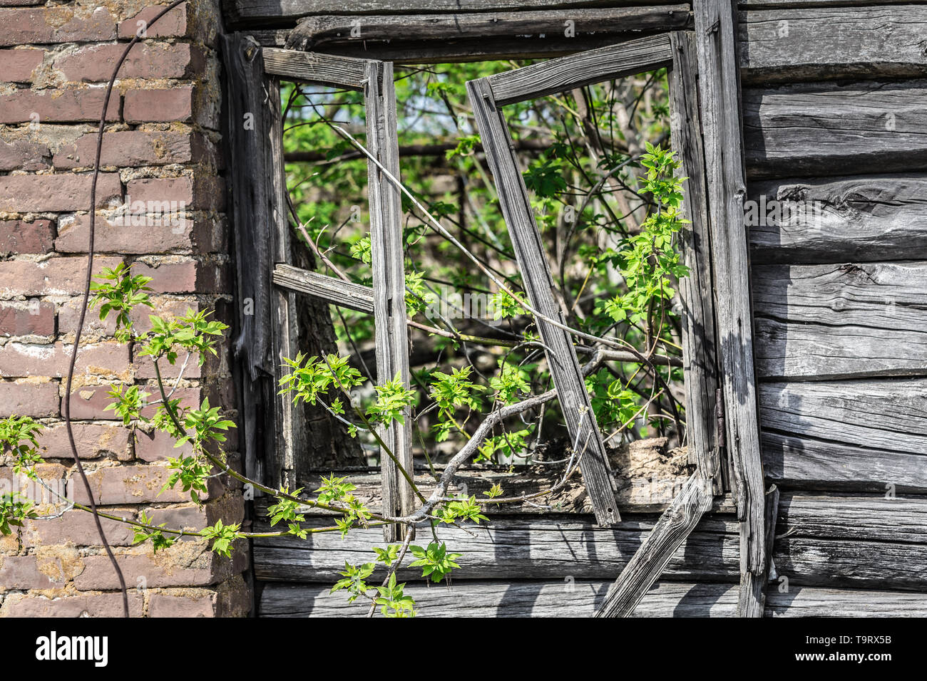 Tree growing through a collapsed window of a building in Belarus ...