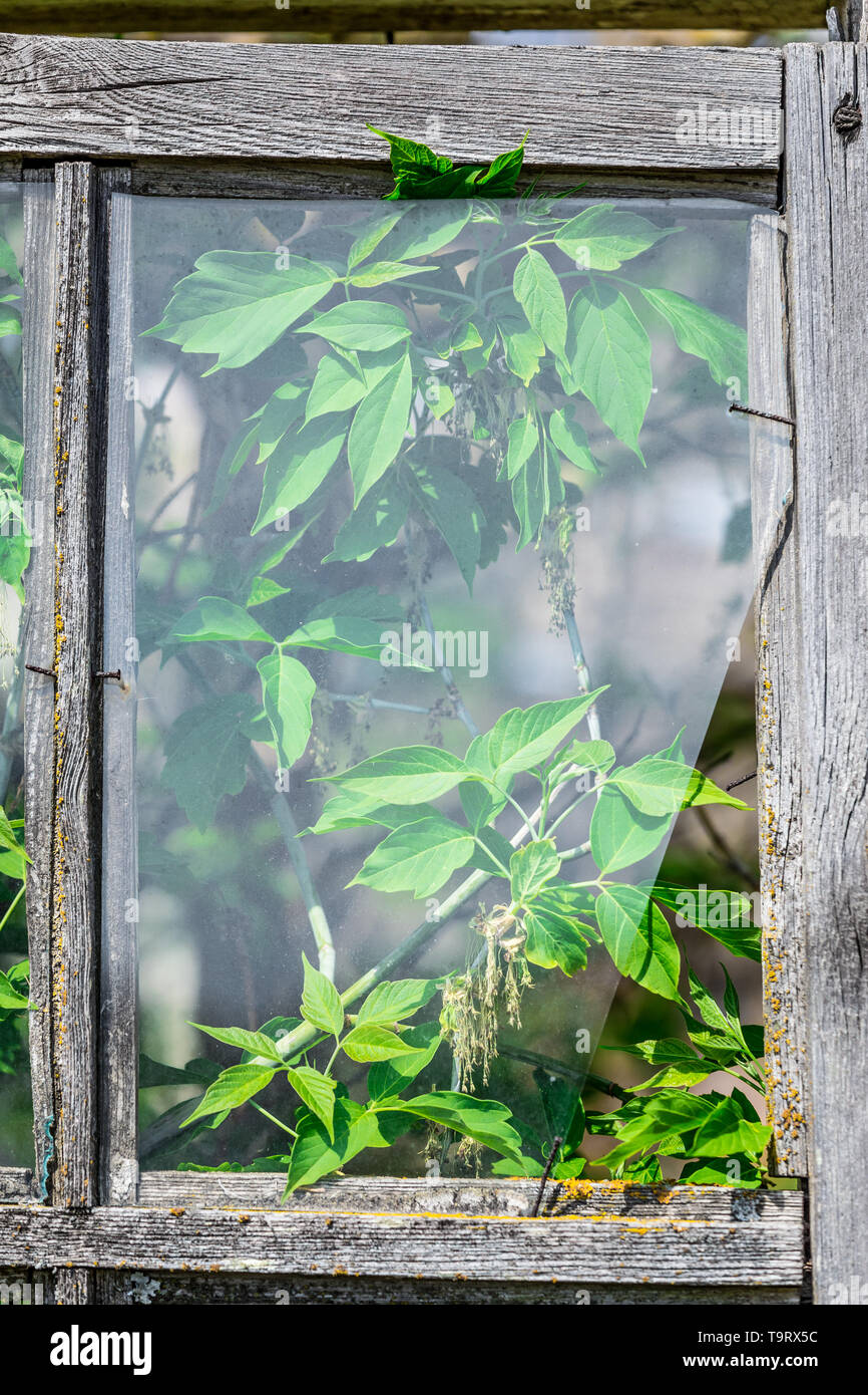 Tree growing through a collapsed window of a building in Belarus ...