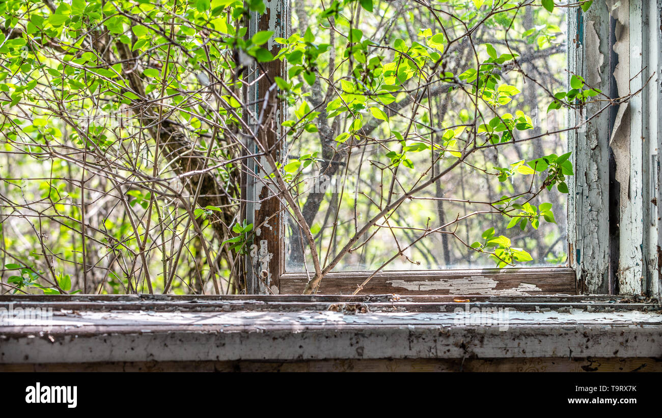 Tree growing through a collapsed window of a building in Belarus ...