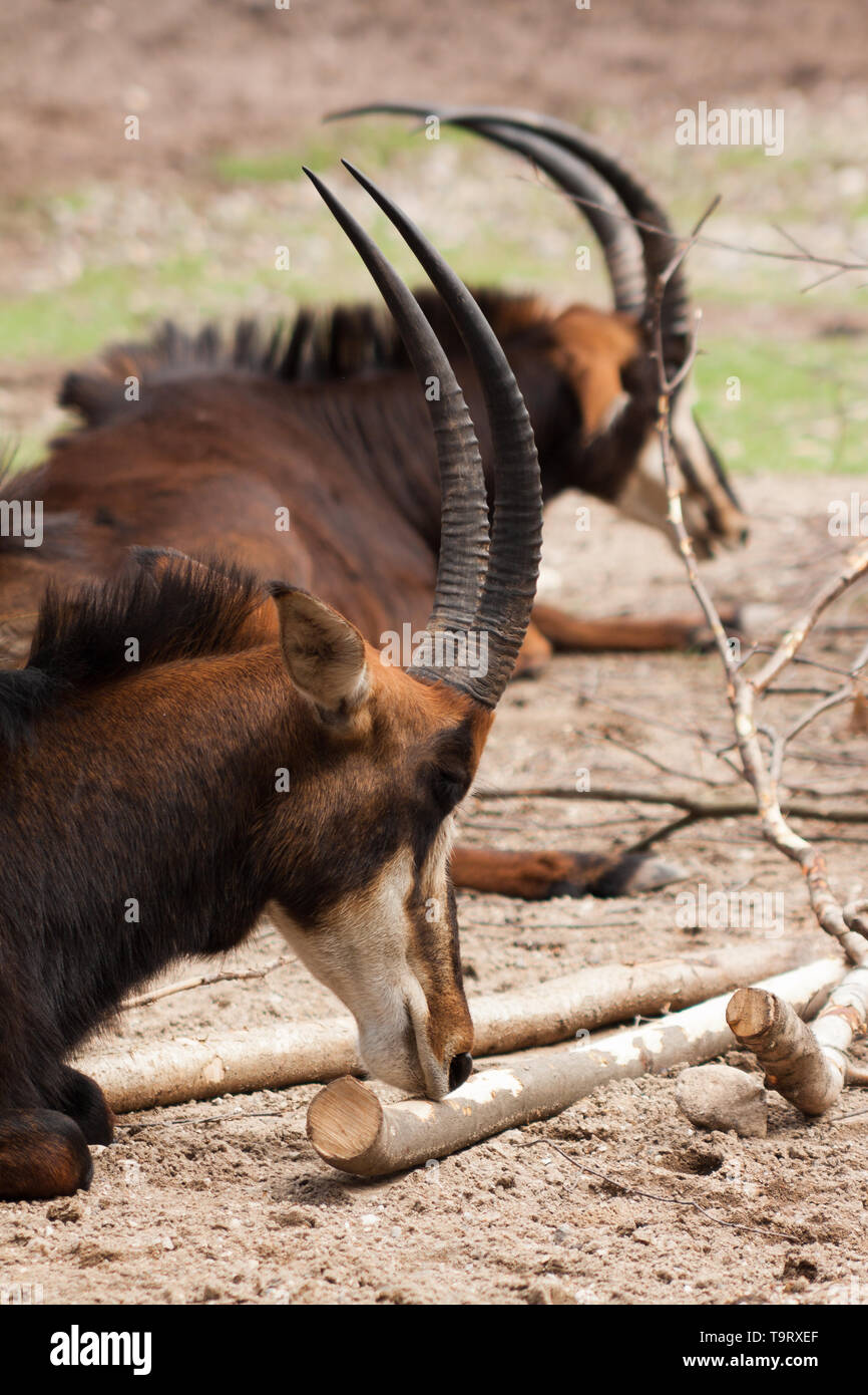 Antelope animal wildlife hi-res stock photography and images - Alamy