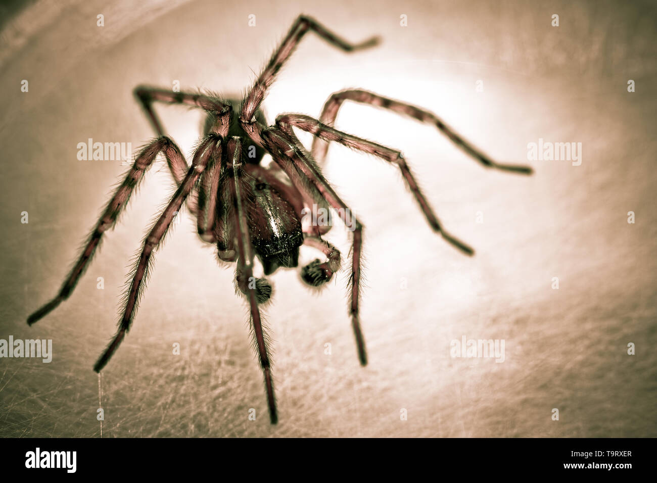 Spider macro shot as it creates its web Stock Photo - Alamy