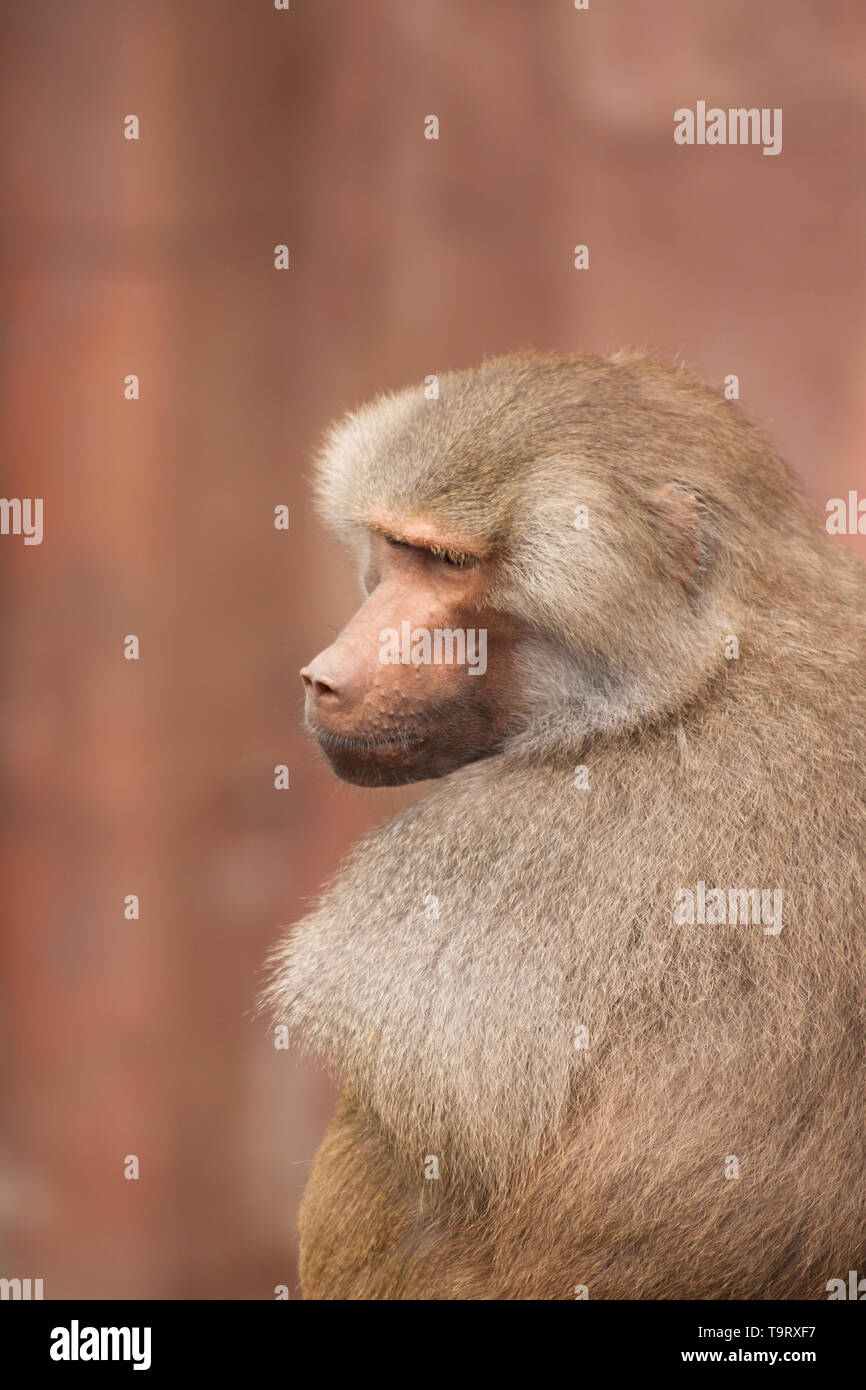 A Baboon close up Stock Photo - Alamy